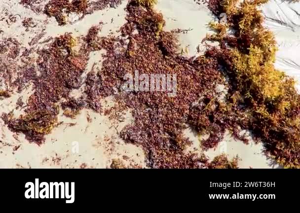 Step with the foot in a lot of very disgusting red seaweed sargazo ...