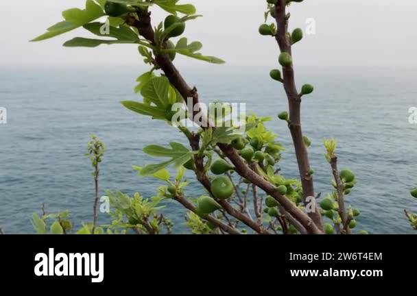 Green unripe figs hang on a branch. Fruits of a fig. Unripe figs ...