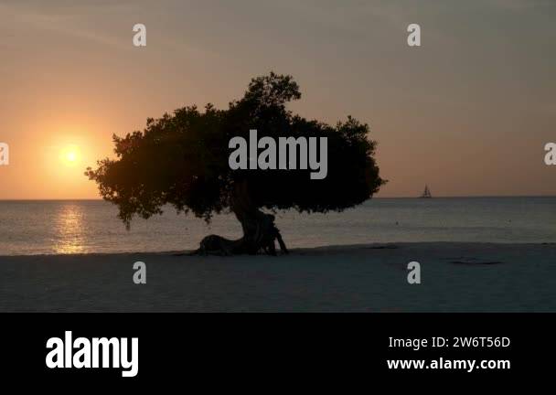 Divi tree in aruba Stock Videos & Footage - HD and 4K Video Clips - Alamy