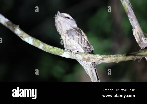 Podargus ocellatus Stock Videos & Footage - HD and 4K Video Clips - Alamy
