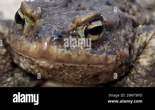 Big frog in the forest, close-up. A swamp toad sits and breathes. Huge ...