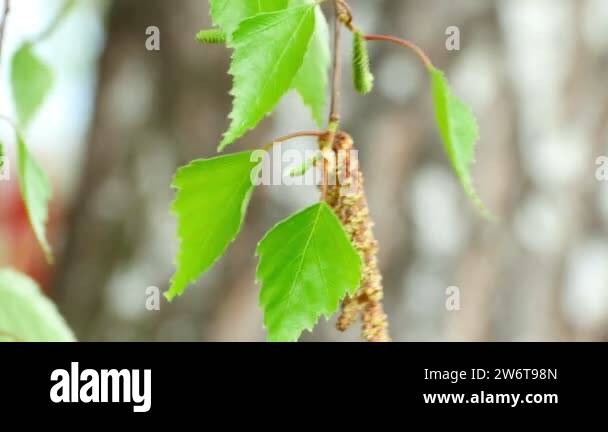 Birch catkin Stock Videos & Footage - HD and 4K Video Clips - Alamy