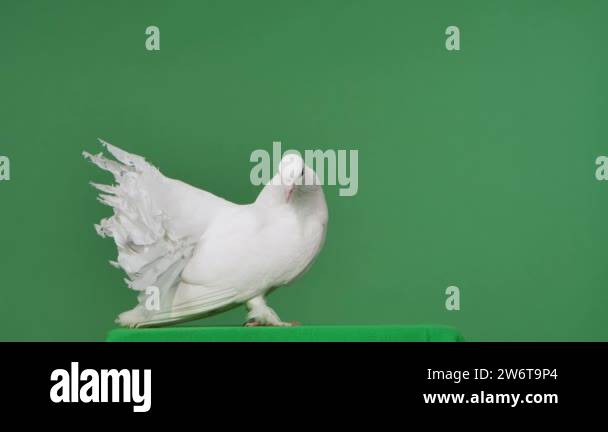 White feathers dove bird Stock Videos & Footage - HD and 4K Video Clips ...