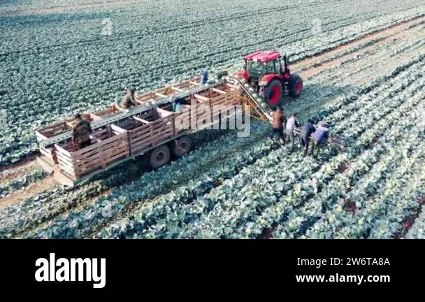 Farmers are using conveyor to load cabbage into a tractor Stock Video ...