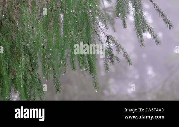 Needle forest area Stock Videos & Footage - HD and 4K Video Clips - Alamy