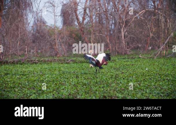 A Kenyan Crown-Crane performing a mating dance Stock Video Footage - Alamy