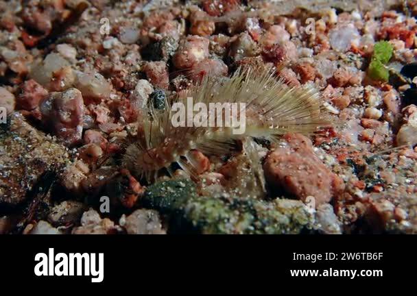 A tiny red sea bristleworm crawling across floor Stock Video Footage ...