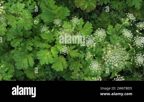 Poisonous plants Giant Hogweed (Heracleum, Cow Parsnip) spreads ...