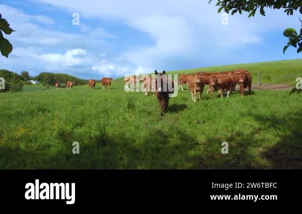 Grazing sheep and horse cattle cattle pasture Stock Videos & Footage ...