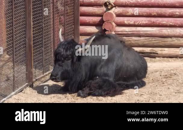 Big yak in zoo bull Stock Videos & Footage - HD and 4K Video Clips - Alamy