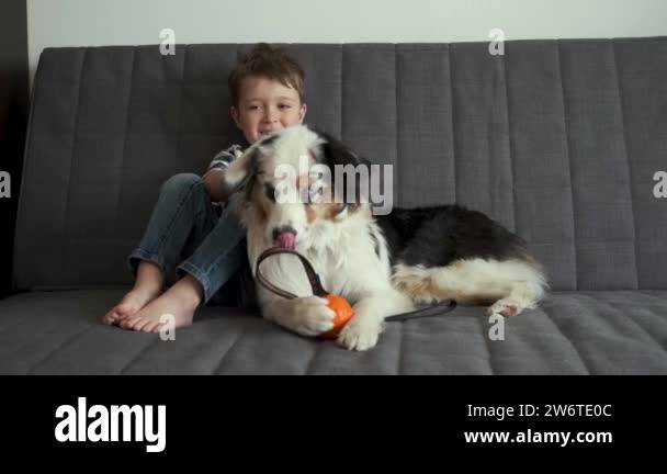 Boy dog play ball Stock Videos & Footage - HD and 4K Video Clips - Alamy
