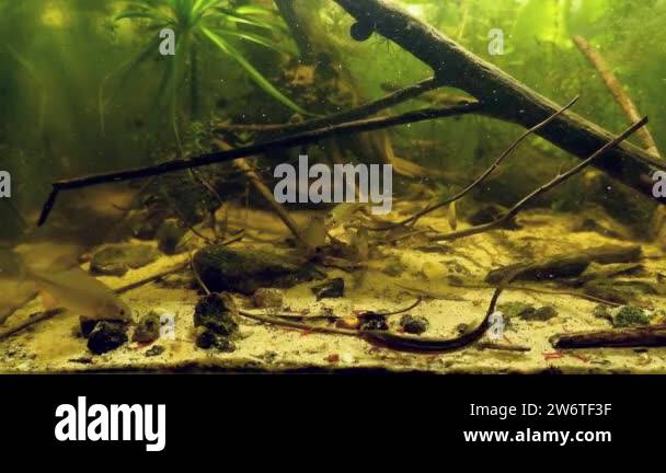 European bitterling, sunbleak and weatherfish, feeding with frozen ...