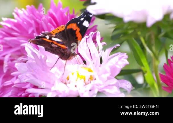 Wings of pollen Stock Videos & Footage - HD and 4K Video Clips - Alamy