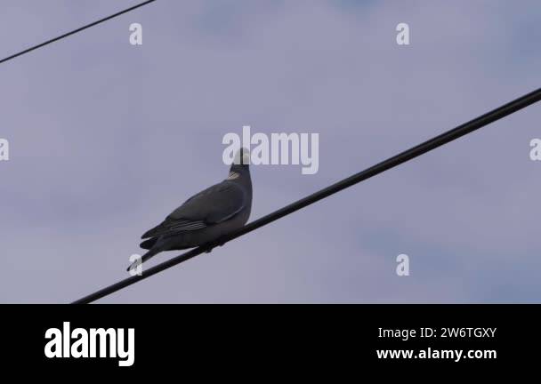 Pigeon on a wire Stock Videos & Footage - HD and 4K Video Clips - Alamy
