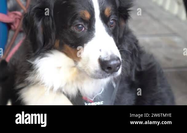 Bernese mountain dog adults Stock Videos & Footage - HD and 4K Video ...