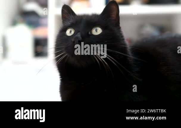 Funny black cat Stock Videos & Footage - HD and 4K Video Clips - Alamy