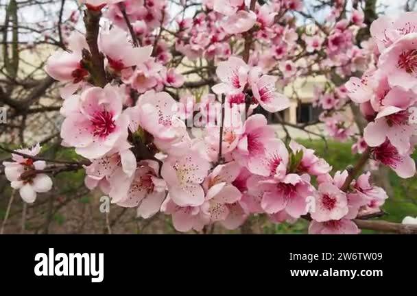 Cherry branch with flowers in spring bloom. A beautiful Japanese tree branch with cherry ...