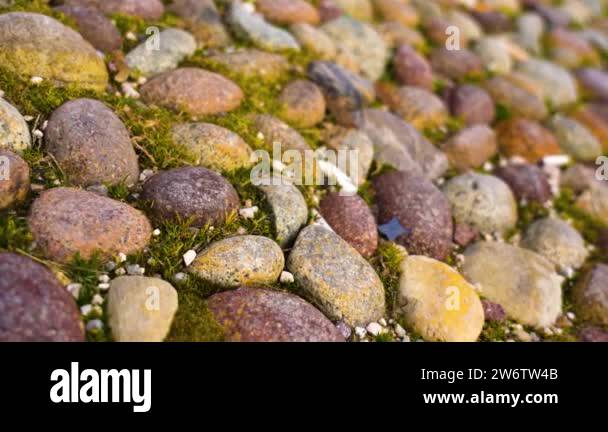 Pebble In Grass Stock Videos And Footage Hd And 4k Video Clips Alamy