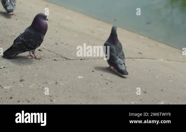 Two pigeons are playing. The male pigeon tries to catch up with the ...