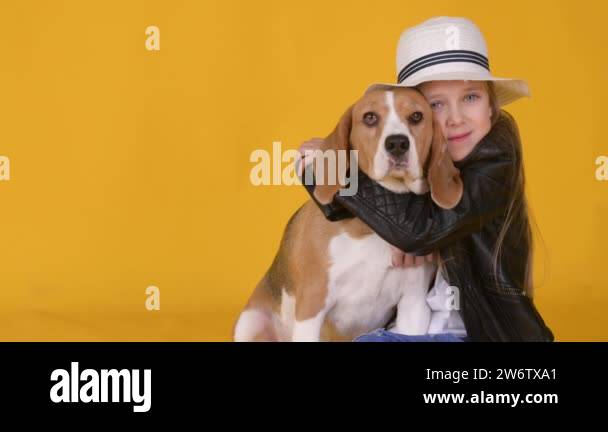 Cute little girl in a hat hugs her beagle dog on a studio yellow ...
