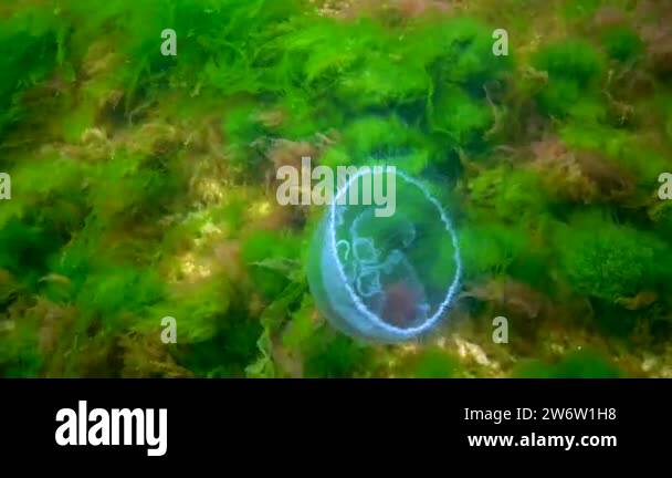 Common jellyfish, moon jellyfish (Aurelia aurita) swims over algae in ...