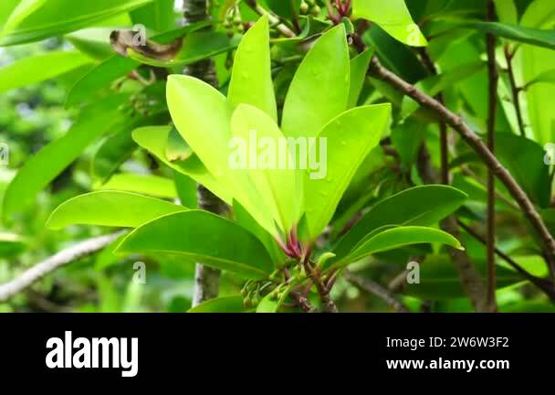 Ardisia elliptica (shoebutton ardisia, duck's eye and coralberry) with ...