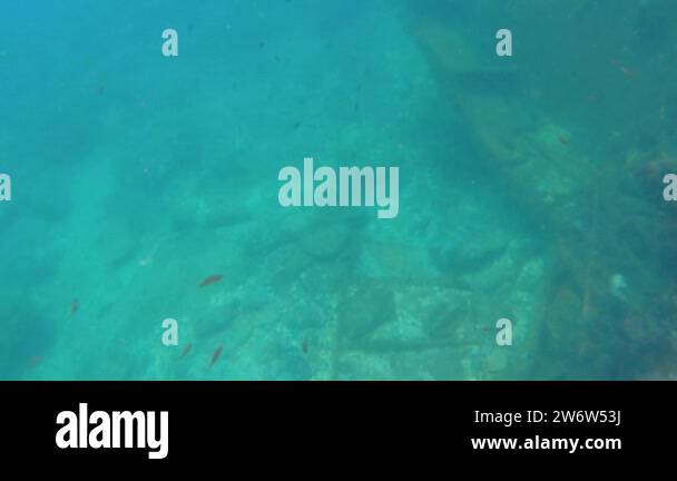 Underwater view of a sunken ship covered with seaweed corals and ...