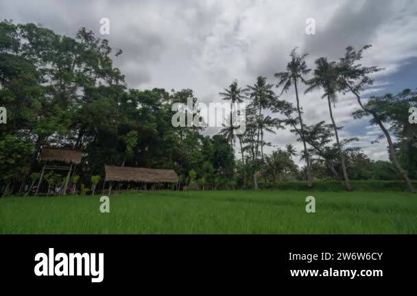 Rice plant structure Stock Videos & Footage - HD and 4K Video Clips - Alamy