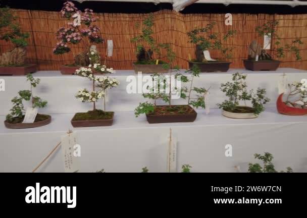 shibuya, japan - november 02 2020: Video of the exhibition of Japanese ...