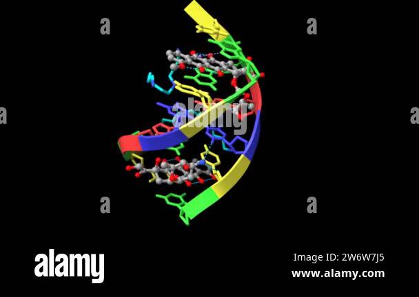 Structure of DNA complexed with anticancer drug doxorubicin (grey ...
