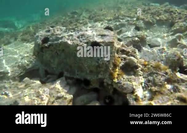 Underwater of a real sea with microscopic animals planktons and small ...