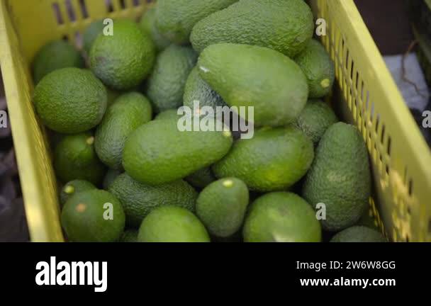 Hass avocados harvested inside of a box. Organic avocado plantations in ...