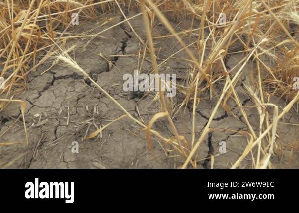 Drought, wheat harvest is dying. Fields without water. Earth burst from ...
