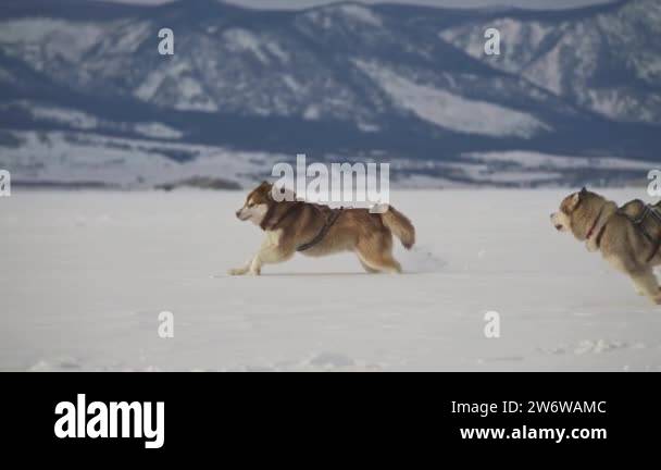Snow bite Stock Videos & Footage - HD and 4K Video Clips - Alamy