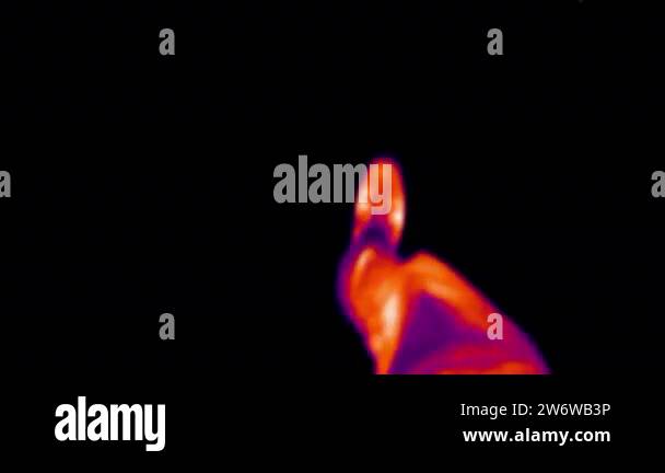 Thermal imaging view of walking, top view. Infrared, thermal, night ...