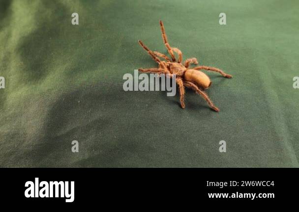 Tarantula , spider on green background. wild tarantula close up female ...
