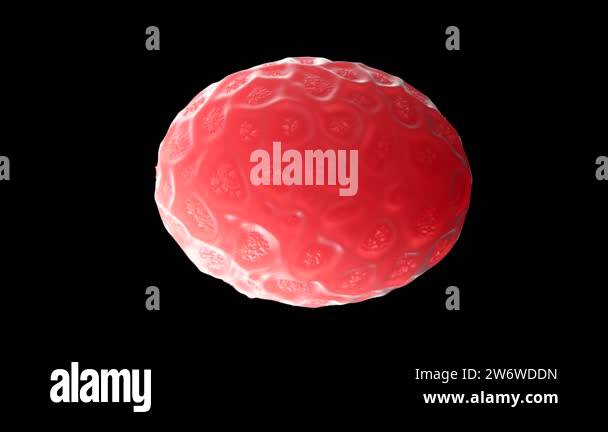 Eggs of the parasite ascaris lumbricoides Stock Videos & Footage - HD and 4K Video Clips - Alamy