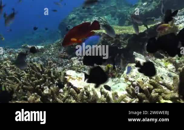 Red grouper Stock Videos & Footage - HD and 4K Video Clips - Alamy