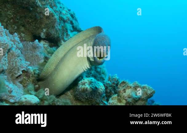 Moray peeks out of its hiding place on blue water background. Yellow ...