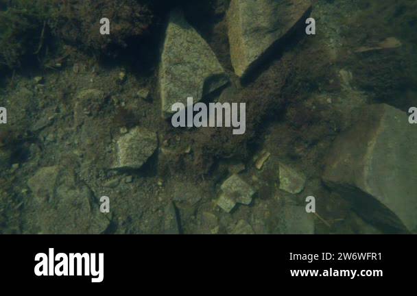 underwater life of the Carpathian and Alpine newts and other aquatic ...