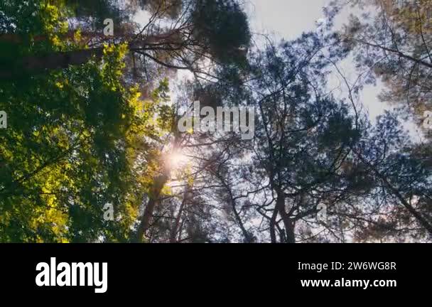 Treetops tree tops Stock Videos & Footage - HD and 4K Video Clips - Alamy