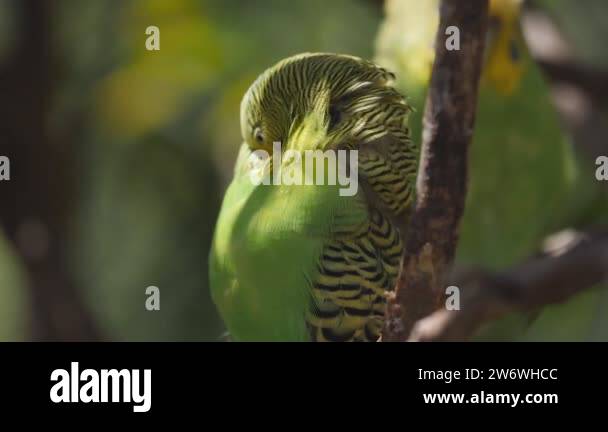 Budgie close up Stock Videos & Footage - HD and 4K Video Clips - Alamy