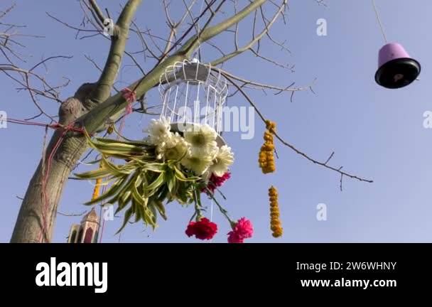Bright hanging basket Stock Videos & Footage - HD and 4K Video Clips ...