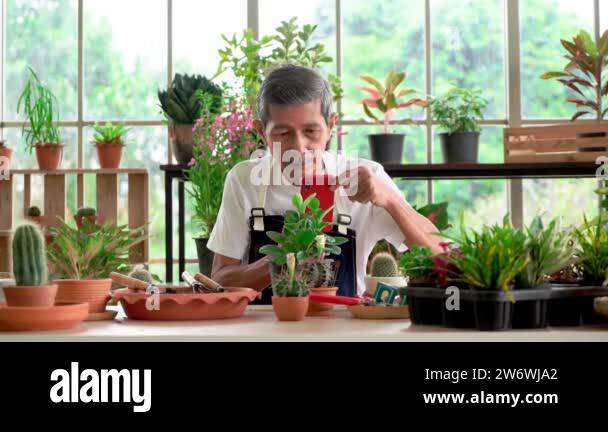 Senior Asian man is taking photo of his Plant hobby using mobile phone ...