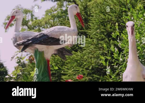 White stork. close-up. a live bird, a white stork walks next to the ...