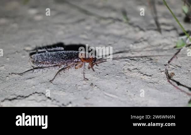 African Big Cockroach with Long Antennae Crawling along Sand at Night ...
