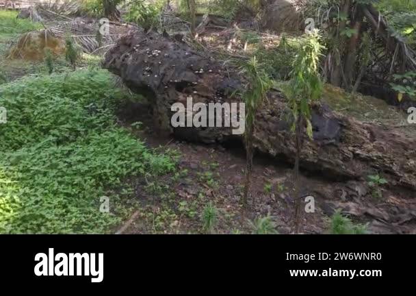 Rotting tree bark decay Stock Videos & Footage - HD and 4K Video Clips ...
