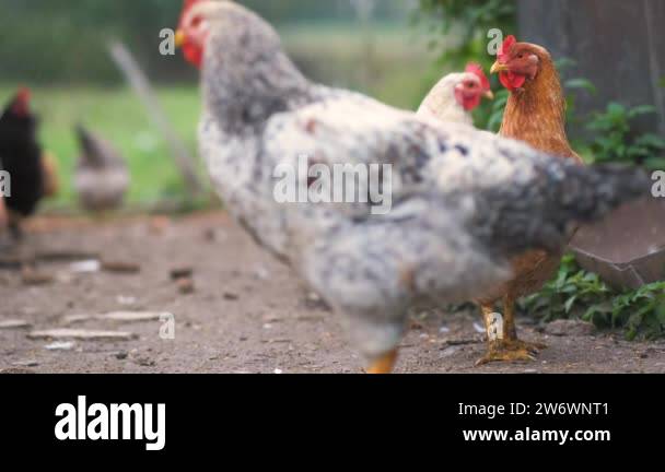Chicken feeding on traditional rural barnyard. Hens on barn yard in eco ...