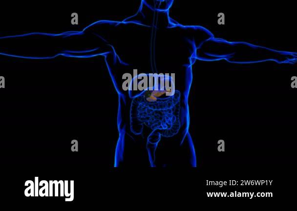 Male gall bladder system Stock Videos & Footage - HD and 4K Video Clips ...