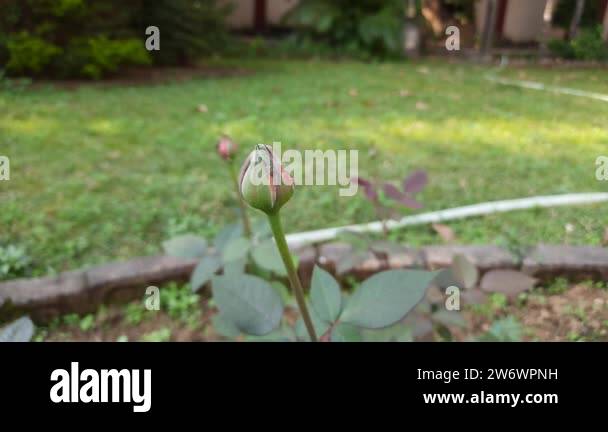 Rose bud in garden. Decorative rose close up. English Tea roses. Close ...